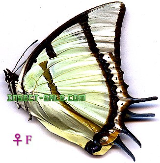 Insect-Sale.com - Polyura dolon grandis - Polyura-dolon-grandis-F.jpg ...
