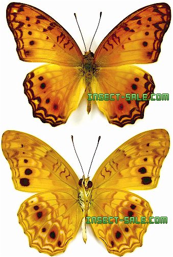 Insect-Sale.com - Precis columbina - Precis-columbina.jpg - insect ...