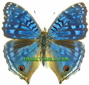 Insect-Sale.com - Precis radama - Precis-radama.jpg - insect, insects ...