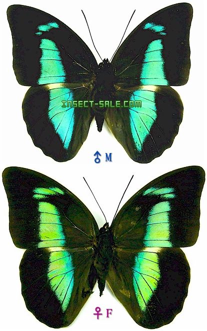 Insect-Sale.com - Prepona amphimachus - Prepona-amphimachus-Colombia ...