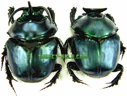 Insect-Sale.com - Proagoderus schwaneri - Proagoderus-schwaneri.jpg ...