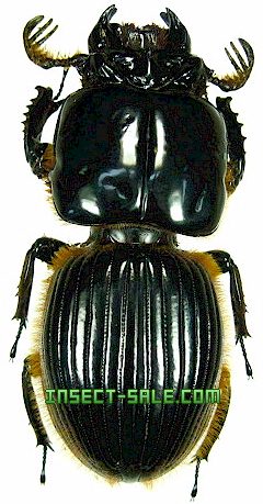 Insect-Sale.com - Proculus goryi - Proculus-goryi-Passalidae.jpg ...