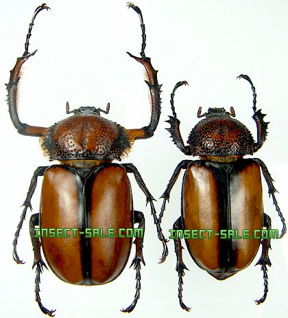 Insect-Sale.com - Propomacrus davidi (Fujian) - Propomacrus-davidi ...
