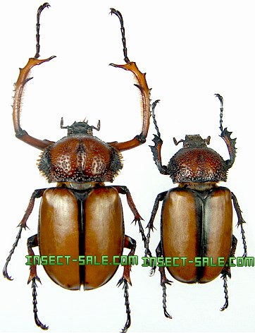 Insect-Sale.com - Propomacrus davidi (Breed) - Propomacrus-davidi ...