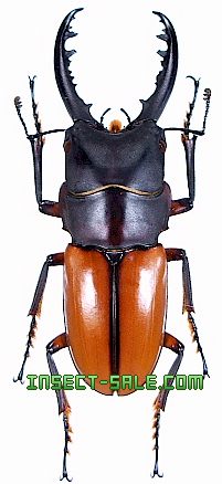 Insect-Sale.com - Prosopocoilus bruijni rufulus - Prosopocoilus-bruijni ...