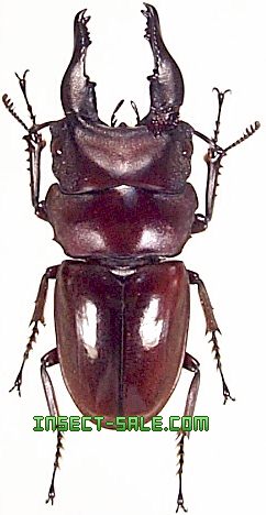 Insect-Sale.com 世界昆虫标本销售网 - Prosopocoilus forceps forceps ...