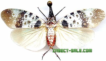 Insect-Sale.com - Pyrops clavata mizunumai - Pyrops-clavata-1.jpg ...