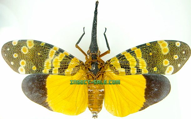 Insect-Sale.com - Pyrops spinolae - Pyrops-spinolae.jpg - insect ...