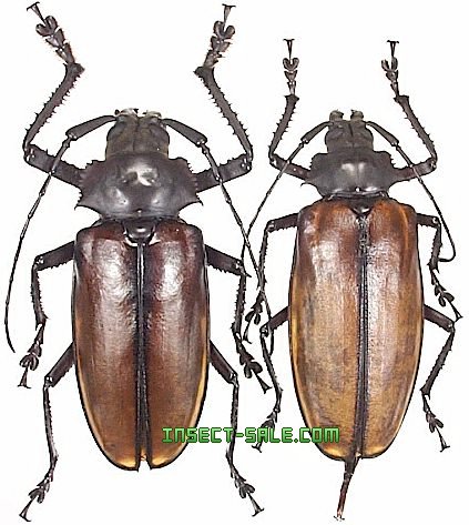 Insect-Sale.com 世界の昆虫販売ネット - Rhaphipodus suturalis - Raphipodus-hopei ...
