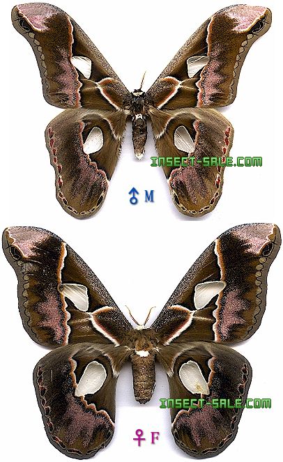 Insect-Sale.com - Rothschildia lebeau inca - Rothschildia-lebeau-inca ...