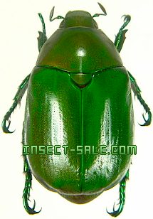 Insect-Sale.com 世界の昆虫販売ネット - Anomala cupripes (A1/A-) - Rutelidae-sp7 ...