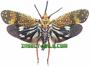Insect-Sale.com - Saiva bullata - Saiva-bullata.jpg - insect, insects ...