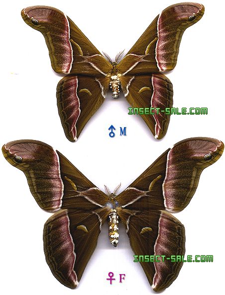 Insect-Sale.com - Samia insularis - Samia-cynthia-Java.jpg - insect ...