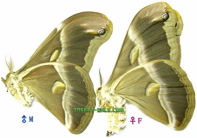 Insect-Sale.com 世界の昆虫販売ネット - Samia cynthia ricini - Samia-cynthia ...