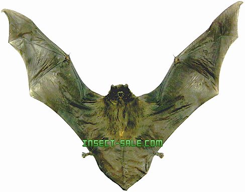Insect-Sale.com - Scotophilus kuhlii - Scotophilus-kuhlii.jpg - insect ...