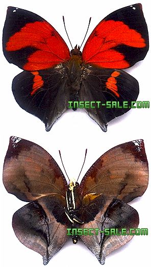 Insect-Sale.com - Siderone galanthis - Siderone-galanthis.jpg - 곤충, 나비 ...