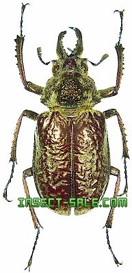 Insect-Sale.com - Sphaenognathus alticollis - Sphaenognathus-alticollis ...