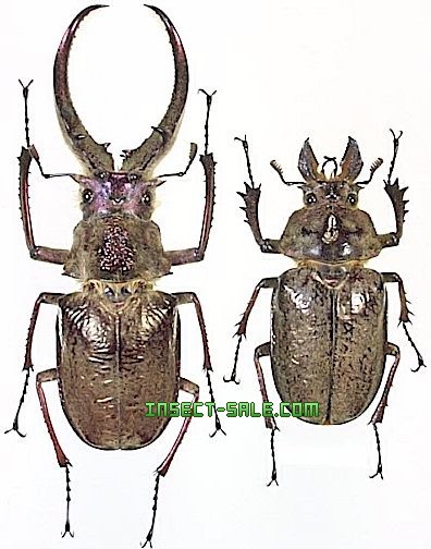 Insect-Sale.com - Sphaenognathus feisthameli - Sphaenognathus ...