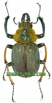 Insect-Sale.com - Sphaenognathus xerophilus - Sphaenognathus-xerophilus ...