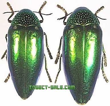 Insect-Sale.com - Sternocera aequisignata - Sternocera-aequisignata.jpg ...