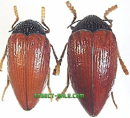Insect-Sale.com - Sternocera hildebrandti - Sternocera-hildebrandi.jpg ...