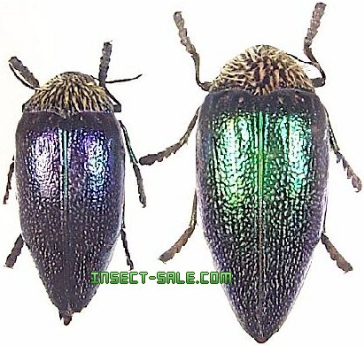 Insect-Sale.com - Sternocera pulchra fischeri - Sternocera-pulchra ...