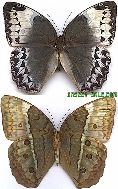 Insect-Sale.com - Stichophthalma cambodia aditha - Stichophtalma ...