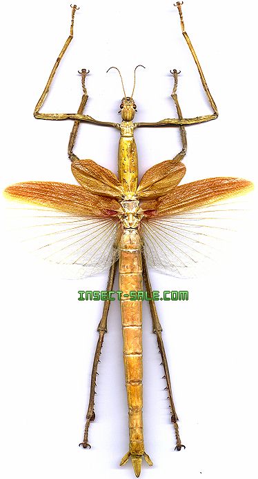 Insect-Sale.com - Eurycnema versirubra (Yellow) - Stick-sp16-Java.jpg ...