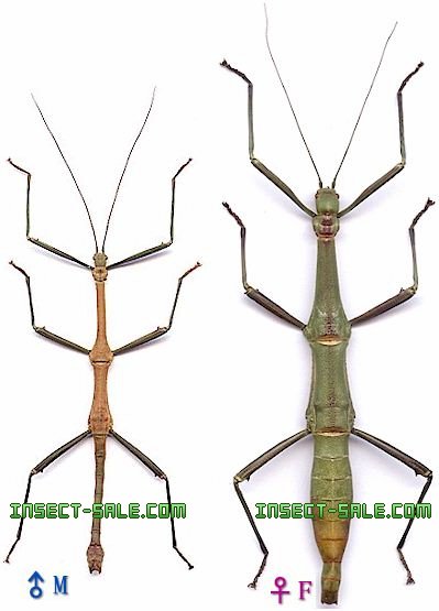 Insect-Sale.com - Periphetes forcipatus - Stick-sp16.jpg - insect ...