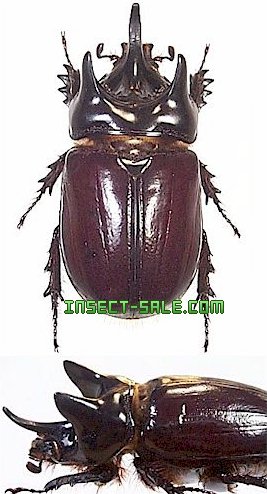 Insect-Sale.com - Strategus aloeus sloues - Strategus-aloeus-julianus ...