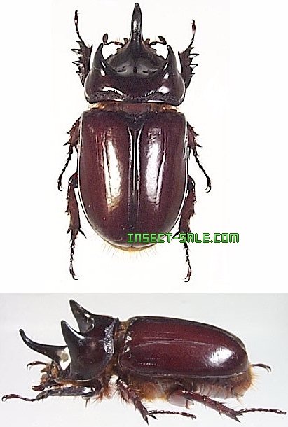 Insect-Sale.com - Strategus surinamensis - Strategus-surinamensis.jpg ...