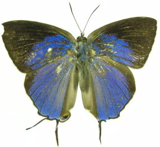 Insect-Sale.com - Tajuria mantra - Tajuria-mantra.jpg - insect, insects ...