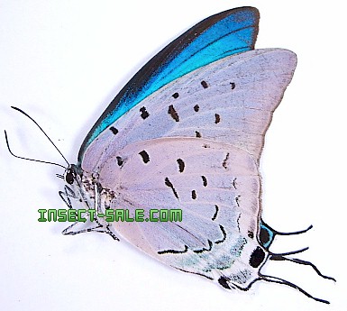 Insect-Sale.com - Thecla damo - Thecla-damo.jpg - insect, insects ...