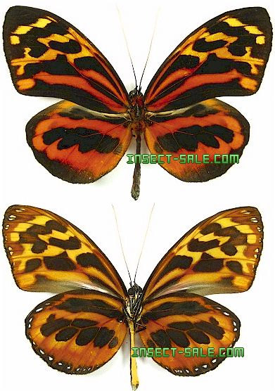 Insect-Sale.com - Tithorea harmonia - Tithorea-harmonia.jpg - insect ...