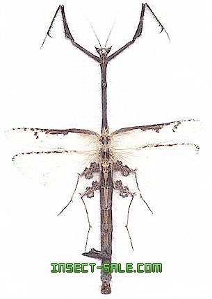 Insect-Sale.com - Toxodera integrifolia - Toxodera-integrifolia-spread ...