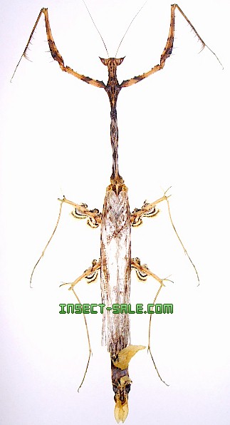 Insect-Sale.com - Toxodera sp2 - Toxodera-sp2-malaysi.jpg - insect ...