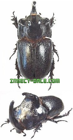 Insect-Sale.com - Trichogomphus martabani - Trichogomphus-martabani.jpg ...