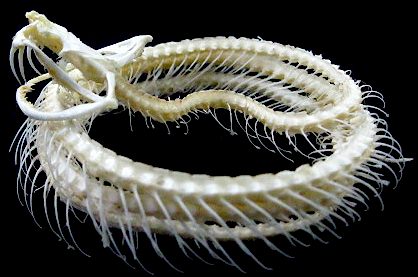 Insect-Sale.com - Trimeresurus albolabris (Snake) - Trimeresurus ...