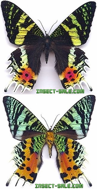 Insect-Sale.com - Urania ripheus - Urania-ripheus.jpg - insect, insects ...