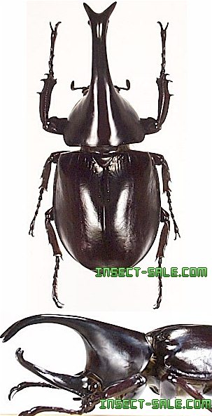 Insect-Sale.com - Xylotrupes carinulus - Xylotrupes-gideon-lamachus.jpg ...