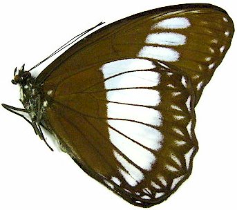 Insect-Sale.com - Zethera pimplea - Zethera-pimplea.jpg - insect ...