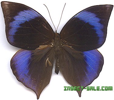 Insect-Sale.com - Zeuxidia doubledayi doubledayi - Zeuxidia-doubledayi ...