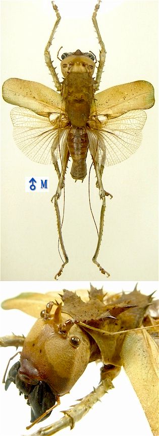 Insect-Sale.com - Lesina ensifera - dragon-head-grasshopper.jpg ...